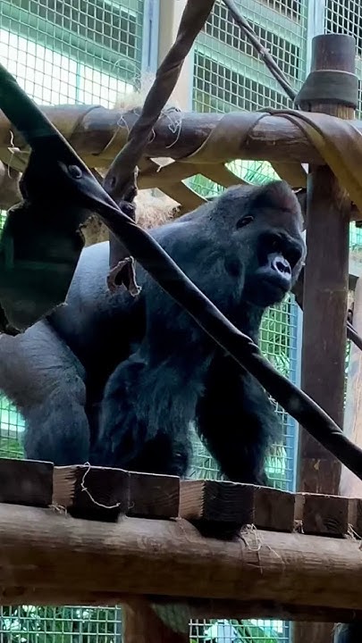 Powerful Silverback Gorilla Boss #gorilla #animals #cuteanimals # ...