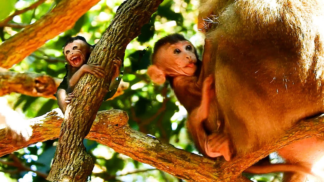 BreakingHeart!... Mommy Monkey Anna At-ta-ck_Sl-ap_ Baby Monkey Arian ...