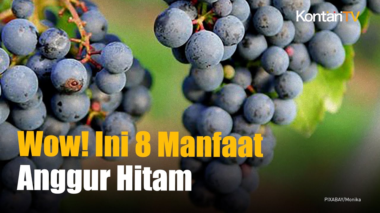 Bikin Panjang Umur! 8 Manfaat Anggur Hitam yang Kaya Antioksidan - YouTube