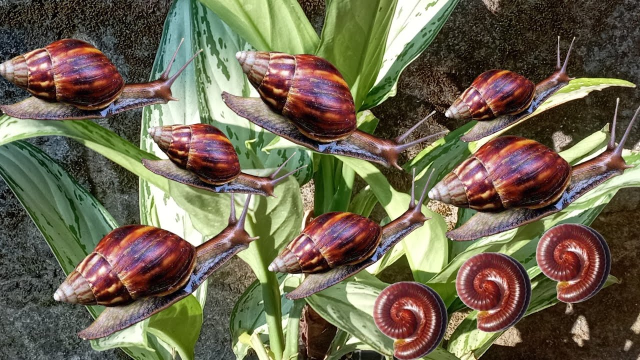 SERU!! MENEMUKAN BANYAK BEKICOT KAKI SERIBU SNAIL SIPUT MILLIPEDE SIPUT ...