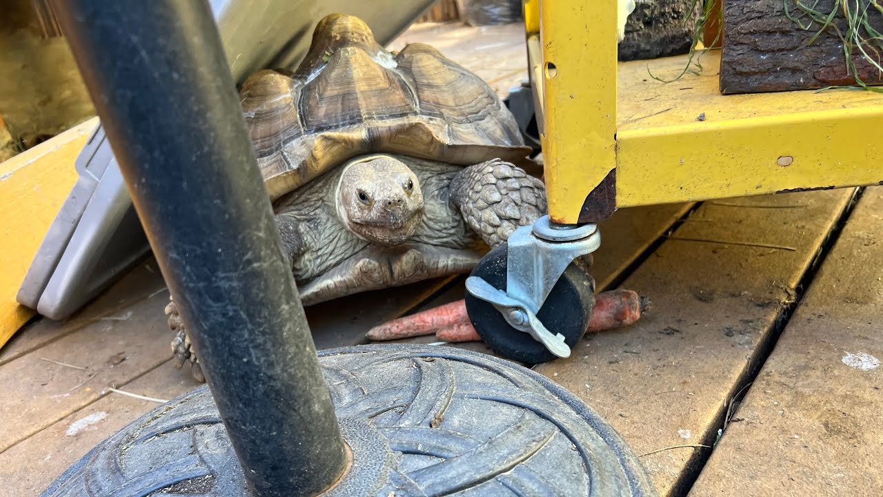 ️ Osborne Stanfield Heat Mats - The Tortoise Guy - YouTube