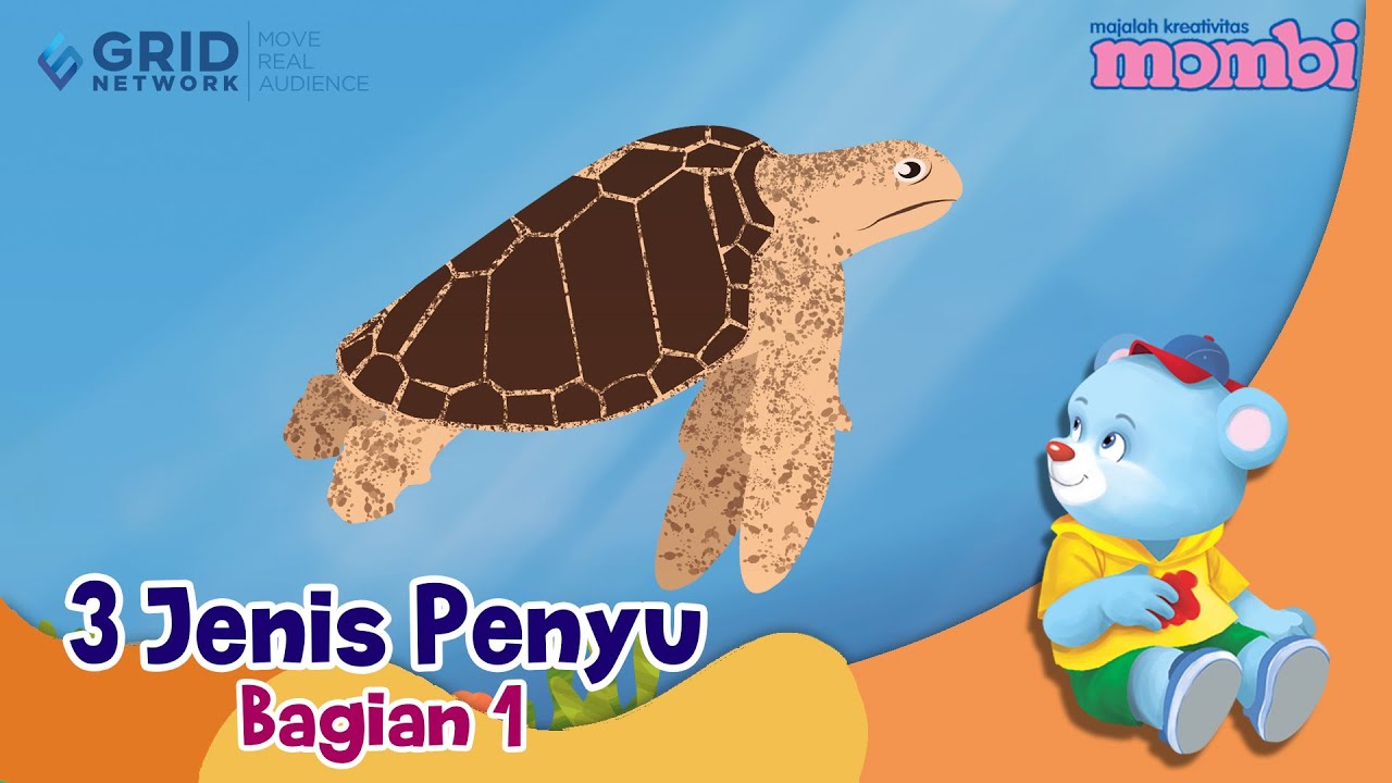 Belajar dan Mengenal 3 Jenis Penyu - Bagian 1 - YouTube