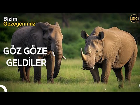 Doğanın Titanları: Fil ve Gergedan Karşı Karşıya! | Vahşi Yarış 3. Bölüm | FULL HD İzle