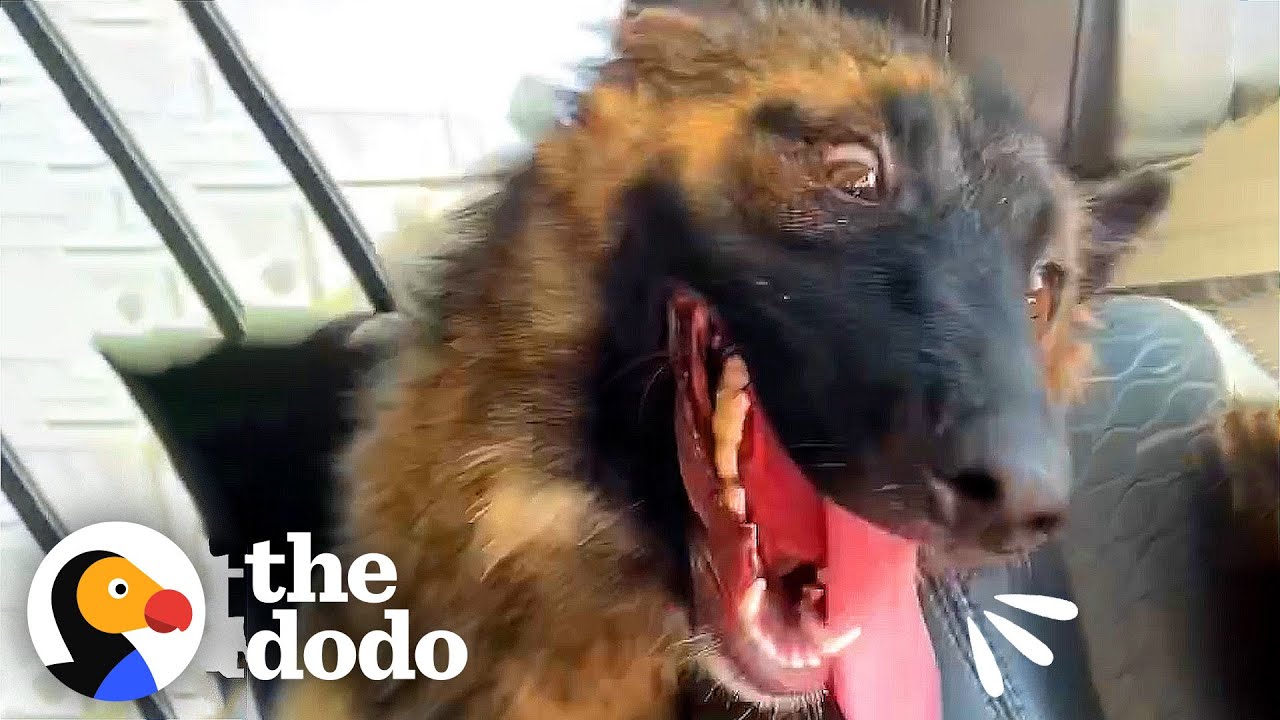 This Dog Is Proof Things Can Work Out Perfectly In The End | The Dodo ...