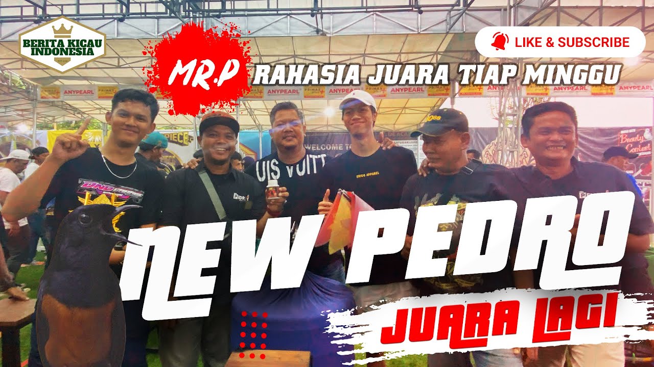 🚨 VOER MR.P!! RAHASIA JUARA MB NEW PEDRO!! || BERITAKICAU - YouTube