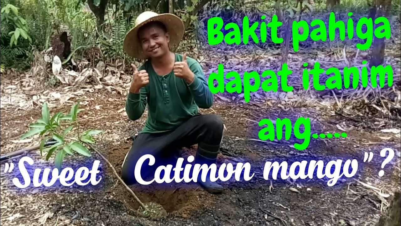 Bakit pahiga dapat itanim ang sweet catimon mango? - YouTube