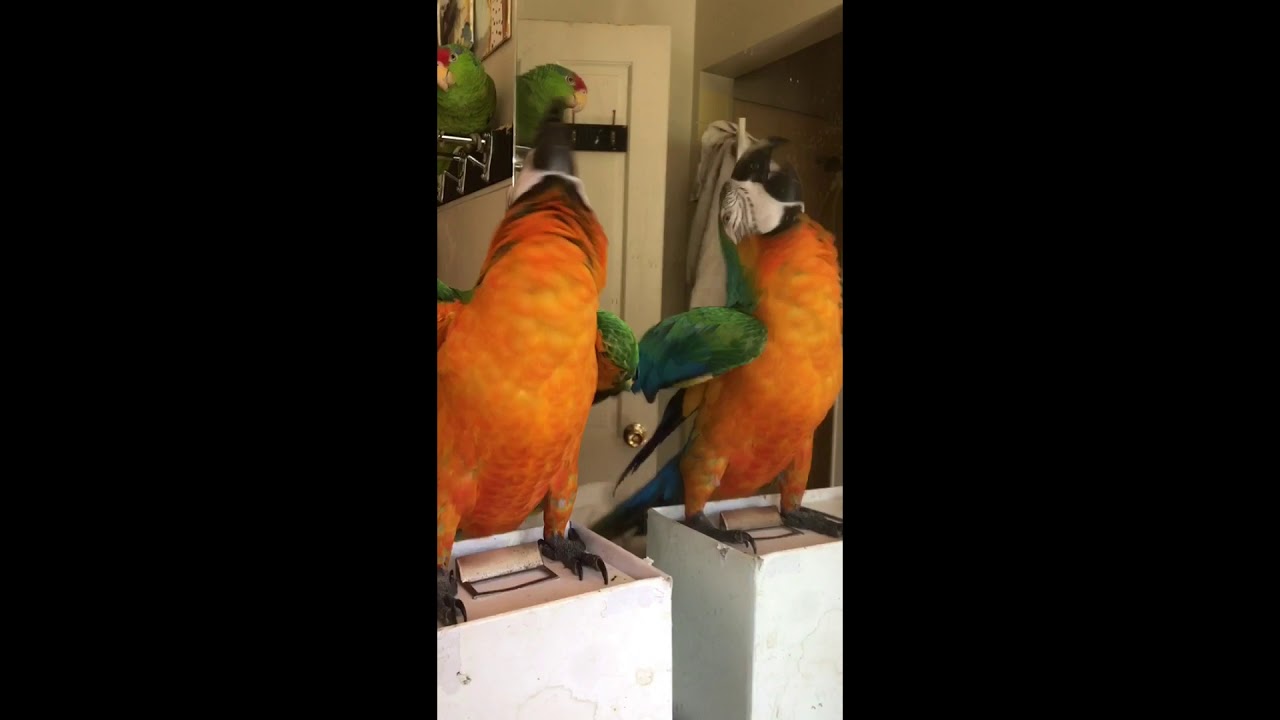 Macaw doing a happy dance - YouTube