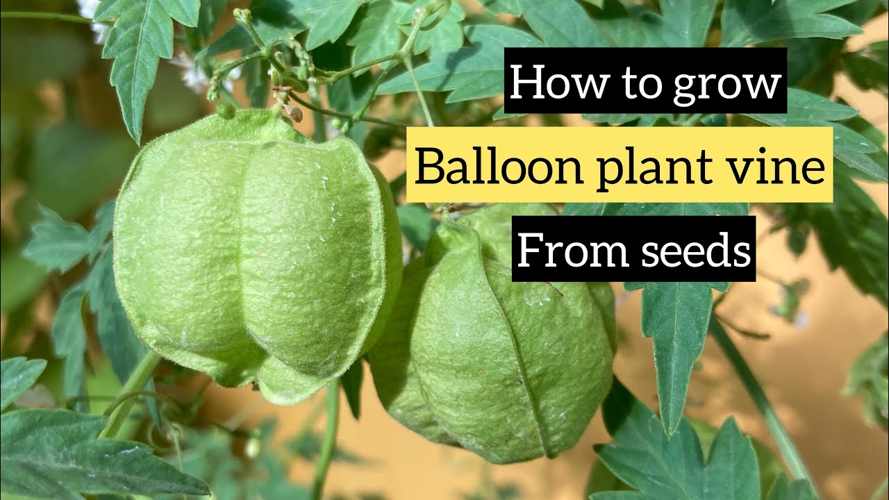 How To Grow Balloon Plant Vine From Seeds| Step-by-step guide ...