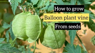 How To Grow Balloon Plant Vine From Seeds| Step-by-step guide | Cardiospermum halicacabum Vine.