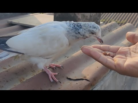 How to Hand Tame Pigeon Training | Tame Pigeon Training | #pigeon # ...