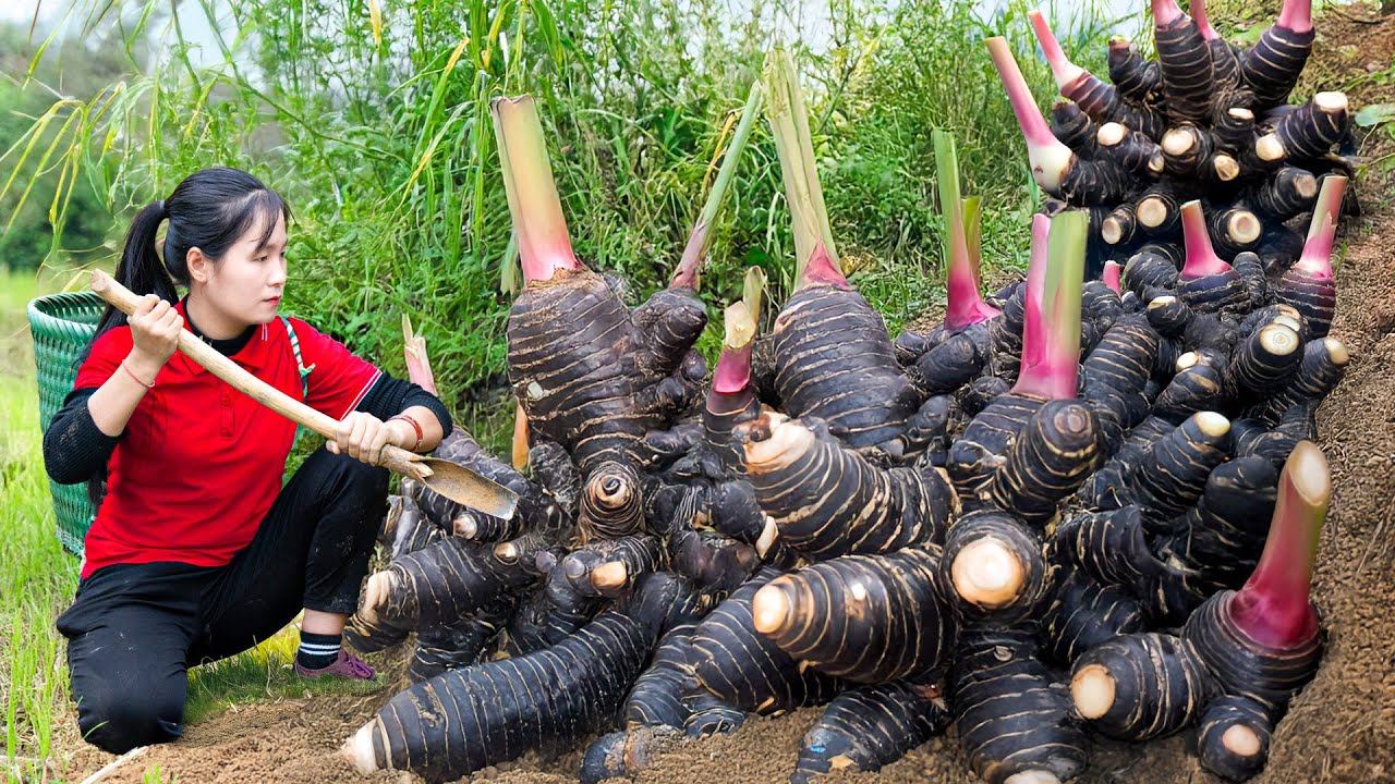 Harvesting Arrowroot Goes To The Market Sell | Fresh Fruits and Vegetables | Tieu Tam Daily Life ...