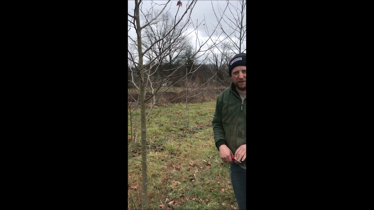 Trimming a sycamore Tree at a Tree Farm - YouTube