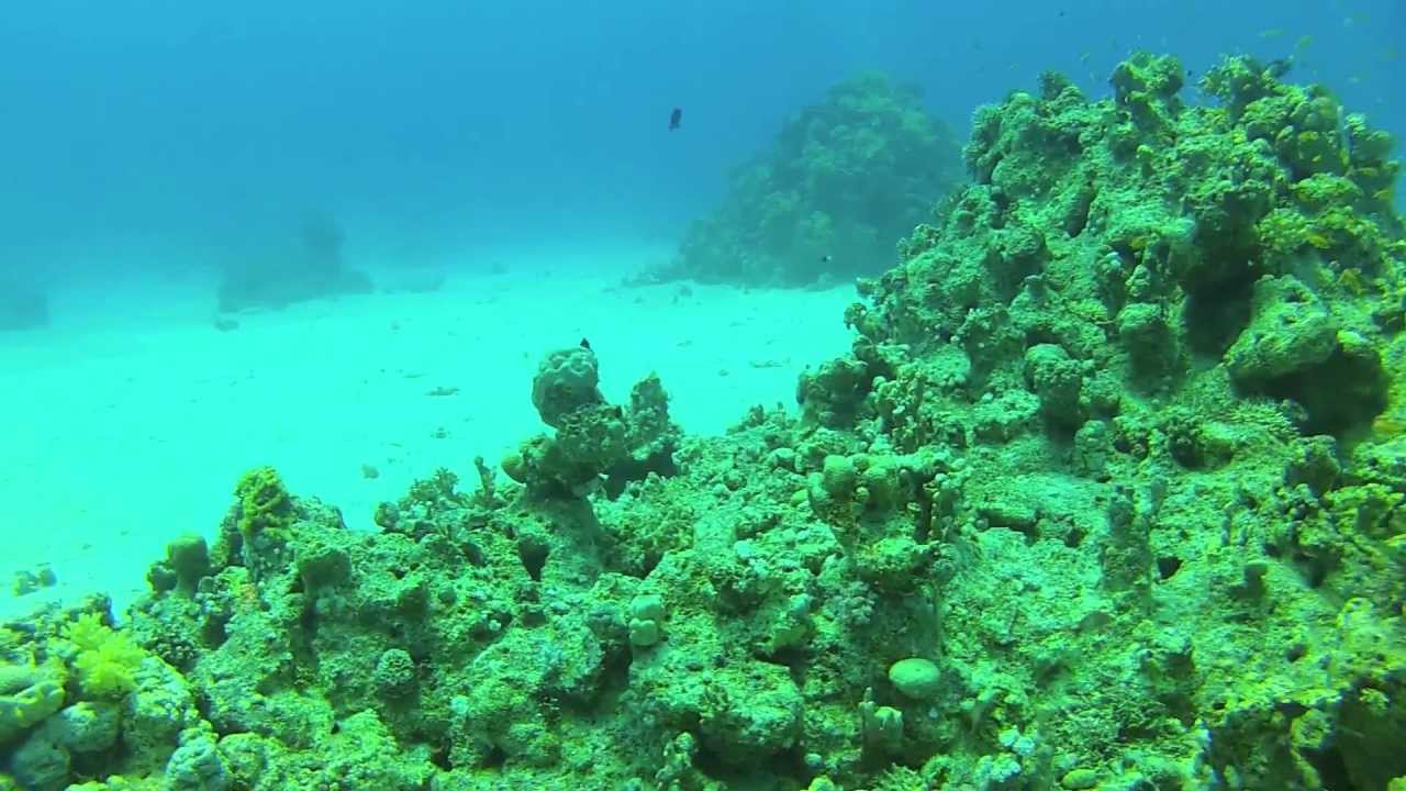 Dolphin Reef Sataya 1 - YouTube