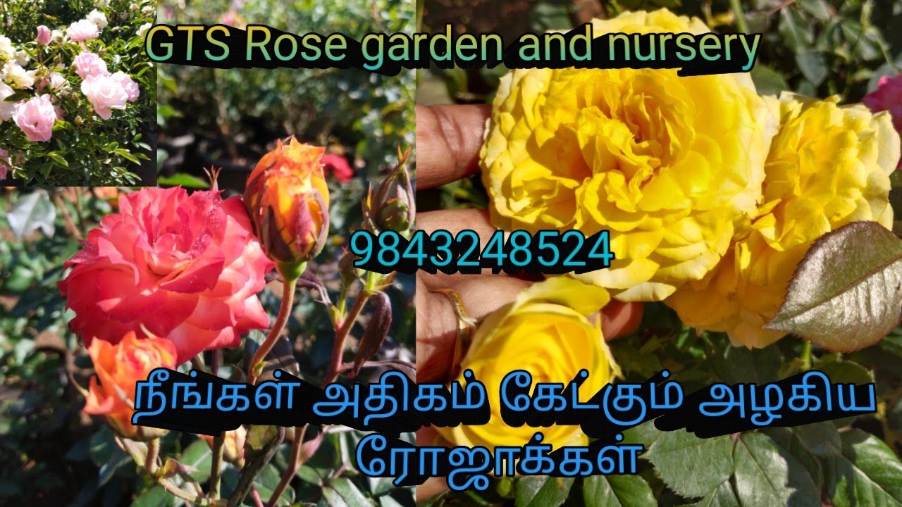 clearance sale rose collection, healthy Rose plants#gts#rose#nursery# ...