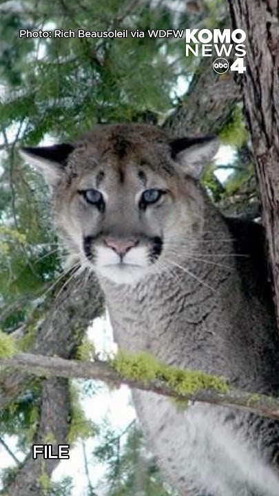 '100% saved their friend's life': Cyclists bravely defend against cougar attack on trail - YouTube