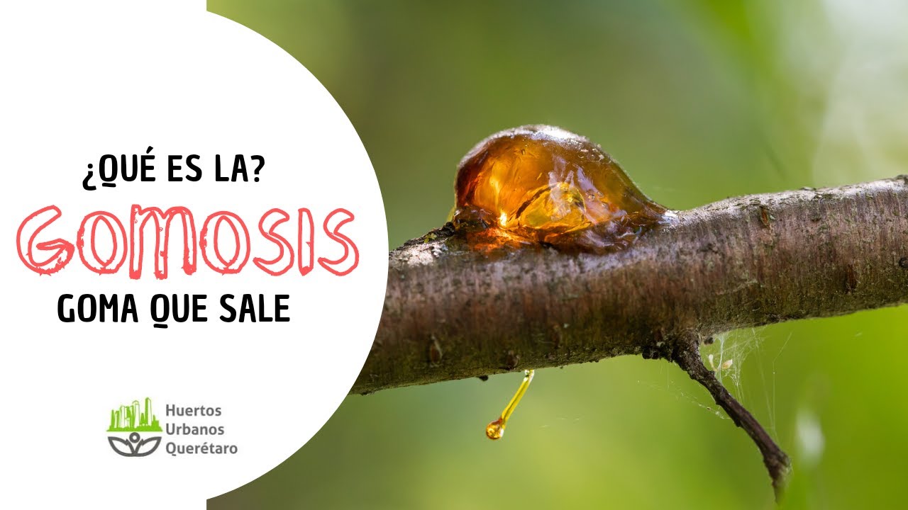 ¿Qué es la GOMOSIS? 🪵 goma que sale de los árboles - YouTube