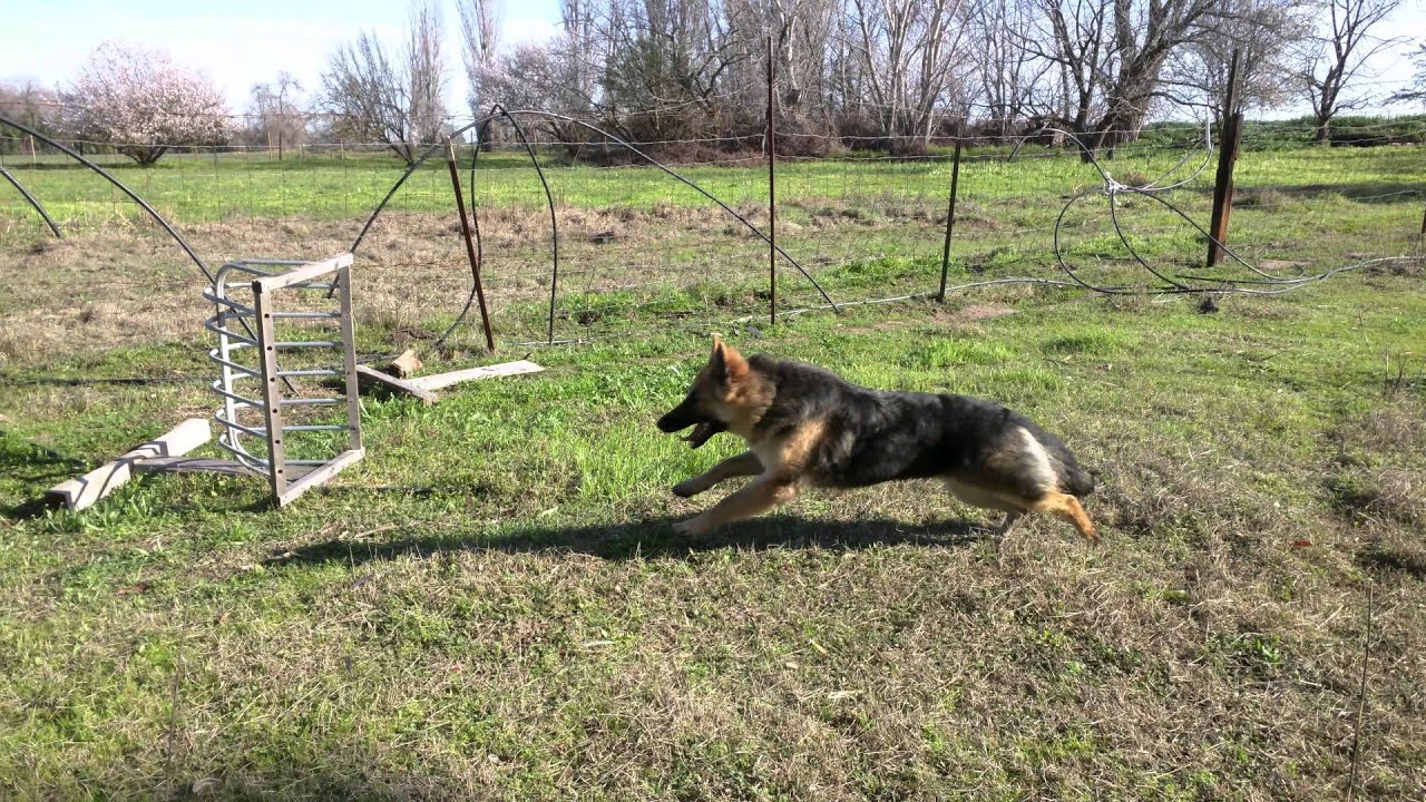German Shepherd chasing goat - YouTube