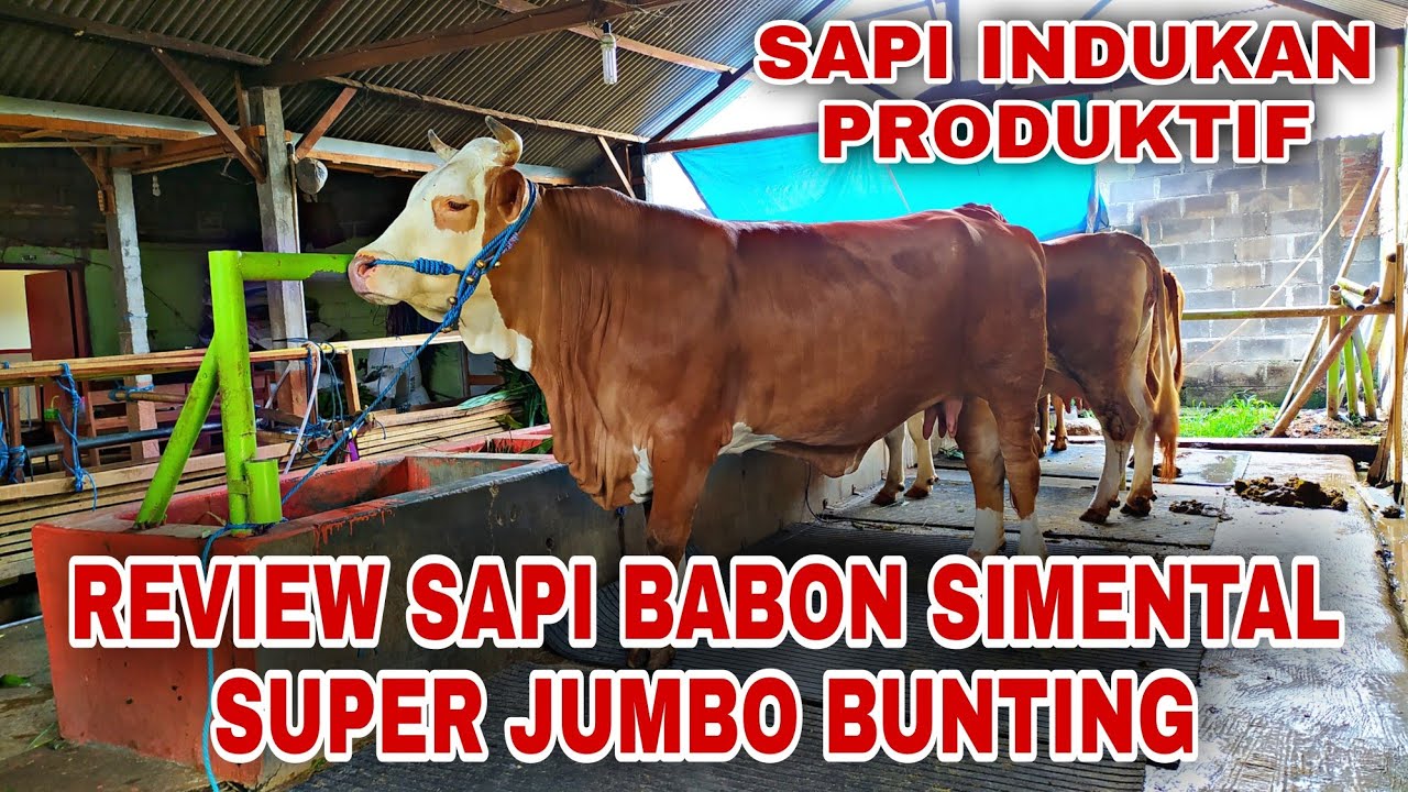 Review Sapi Babon Simental Super Jumbo Bunting cocok untuk breeding ...