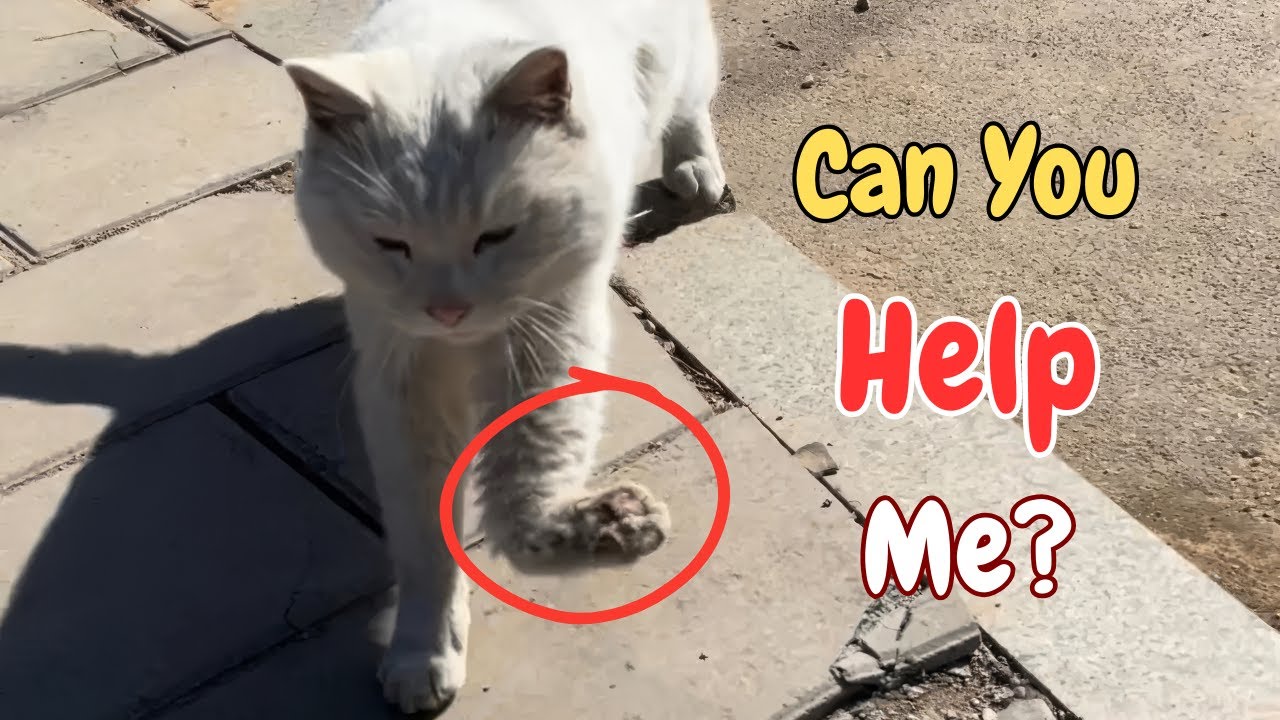Stray Cat with Severed Leg Seeks Help from Passerby, and Then This ...