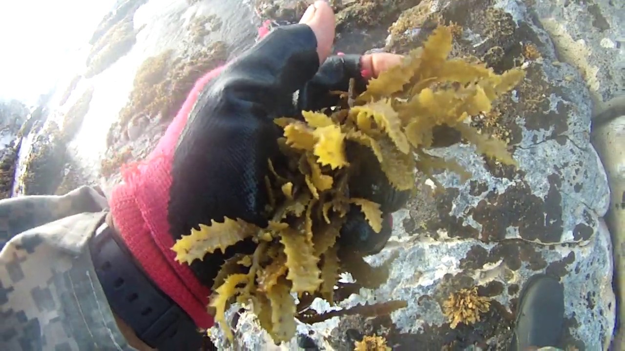 Limu Kala Seaweed Proper way of clipping - YouTube