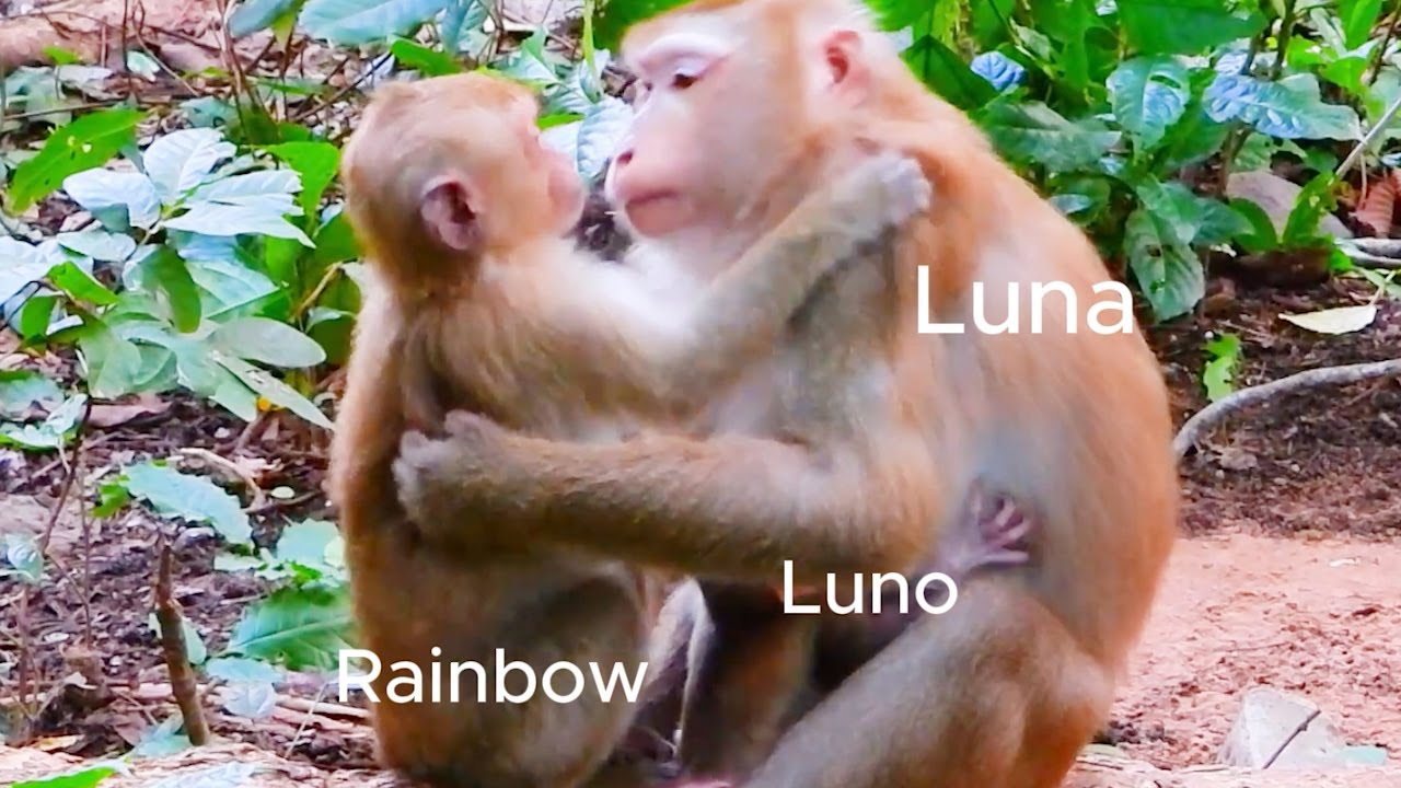 Nice video ! Sweet Luna hug both love Luno & Rainbow so much, Lucie ...