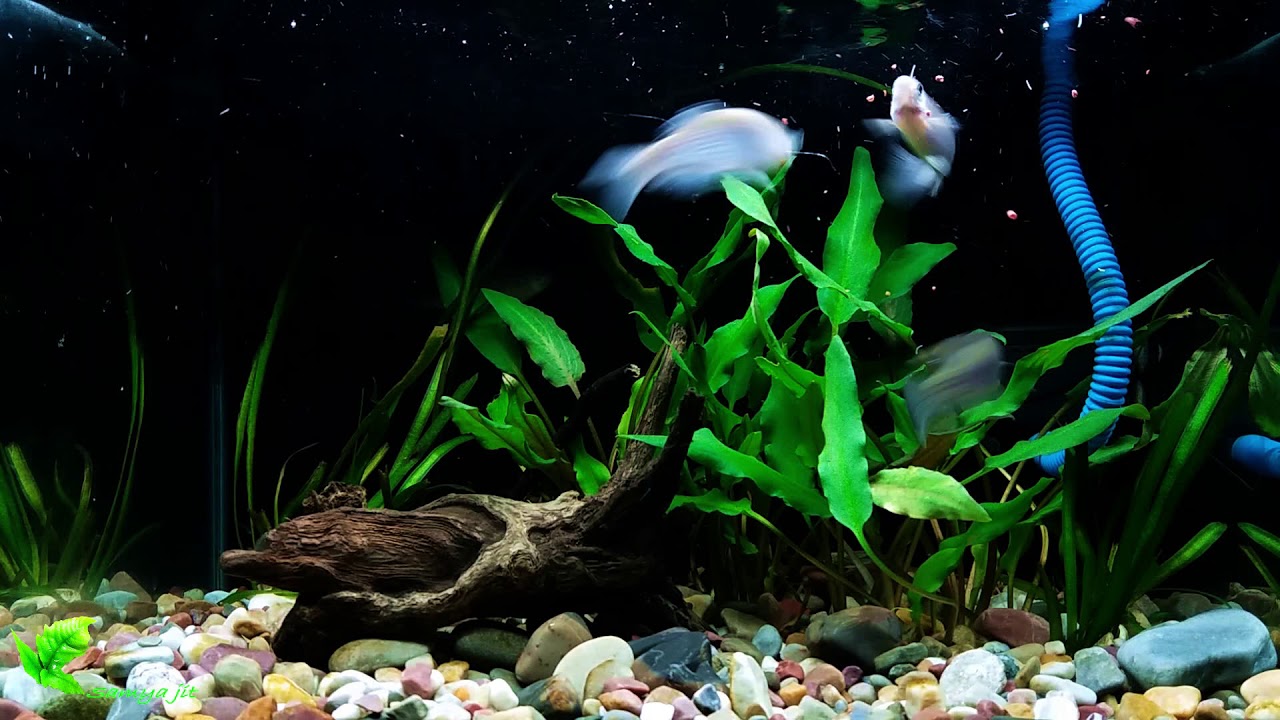 Danio dangila, the moustached danio - YouTube