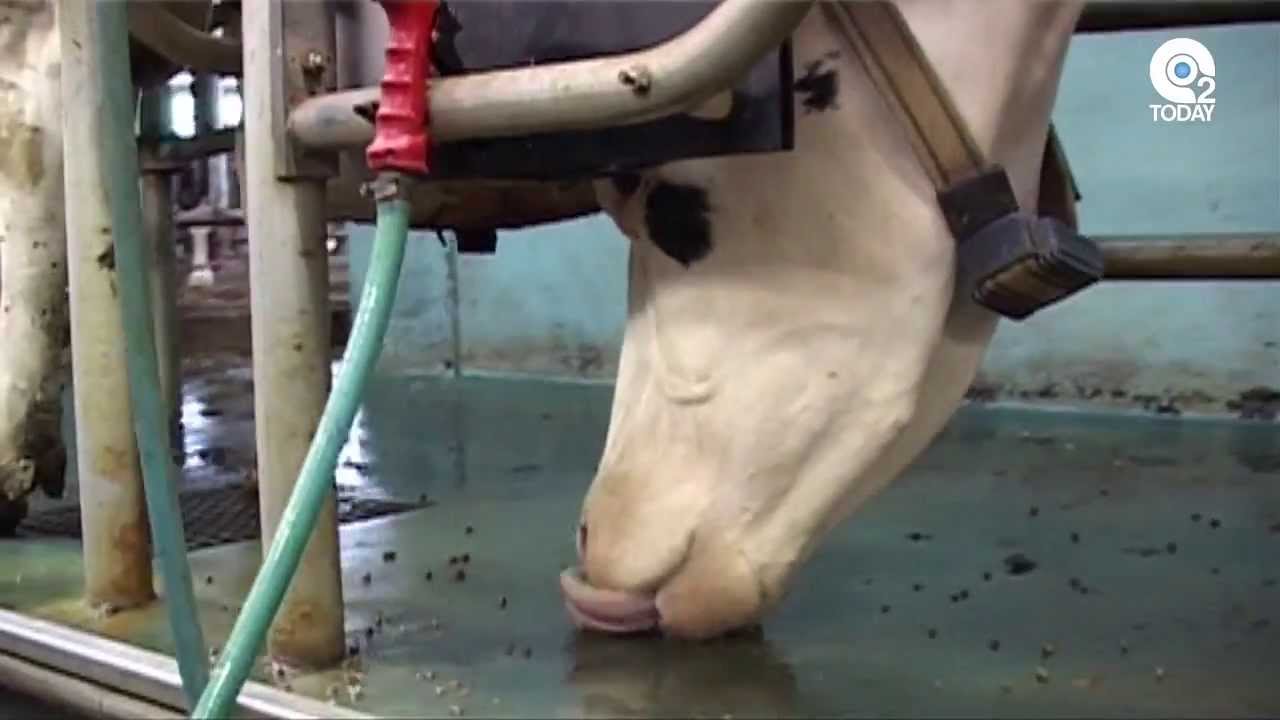 Koeien poepen voor stroom - YouTube