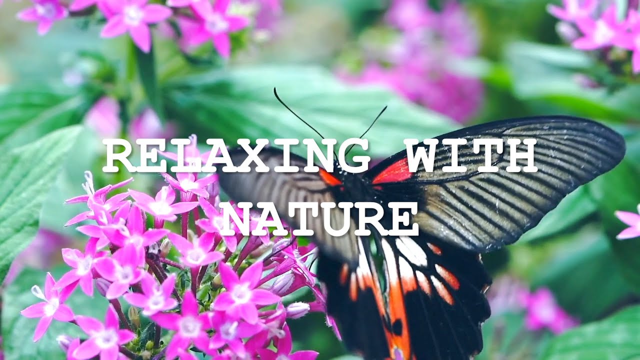 Relaxing With Nature | Beautiful Butterfly | Meditation | Peace of Mind ...