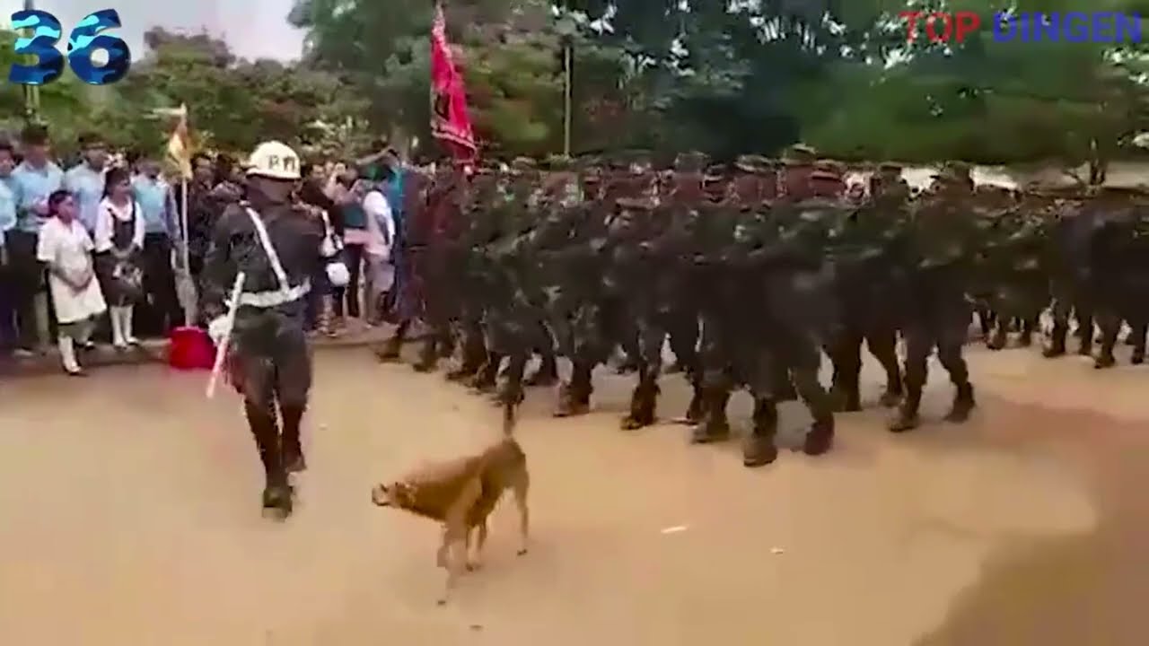 Cannon Fodder game intro song new version | Military Funny Fail ...