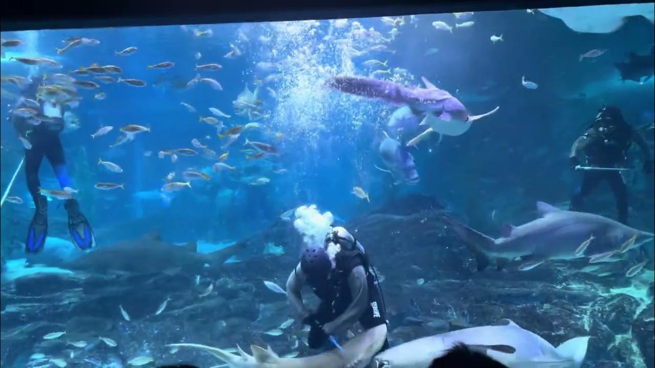 부산 해운대 아쿠아리움 상어 먹이주기 Sea Life Busan Aquarium Haeundae Aquarium🐳🌊🐟🐠 Youtube