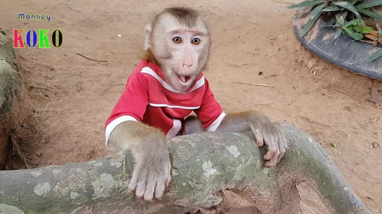 Precious Little Monkey Koko Playing Alone On The Ground - YouTube