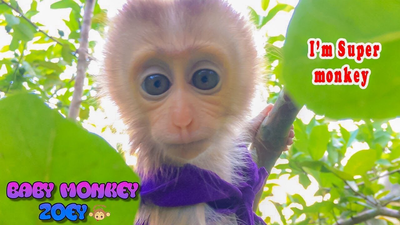 Super monkey baby Zoey - YouTube