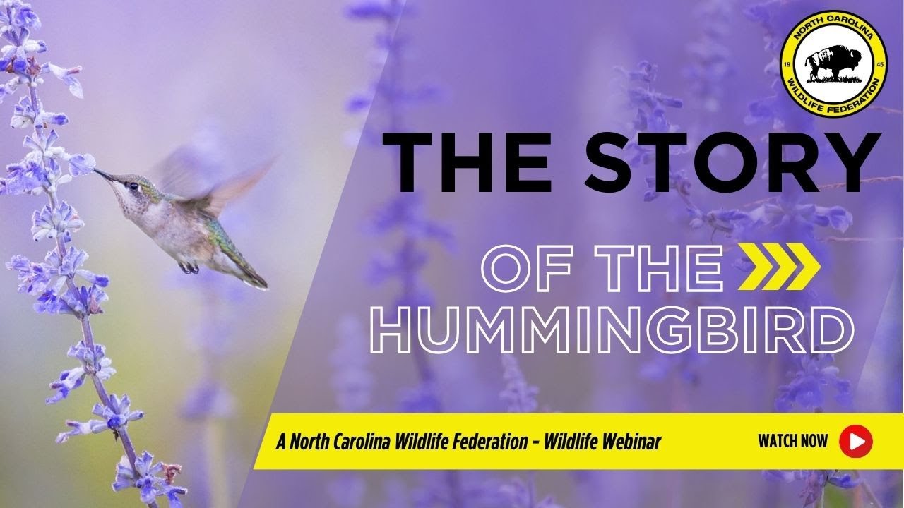 The Story of the Hummingbird - How one tiny bird inspires us to do ...