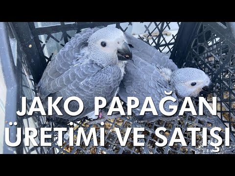 Delta Canlı Jako Papağan Üretimi ve Üretim Çiftliğimiz