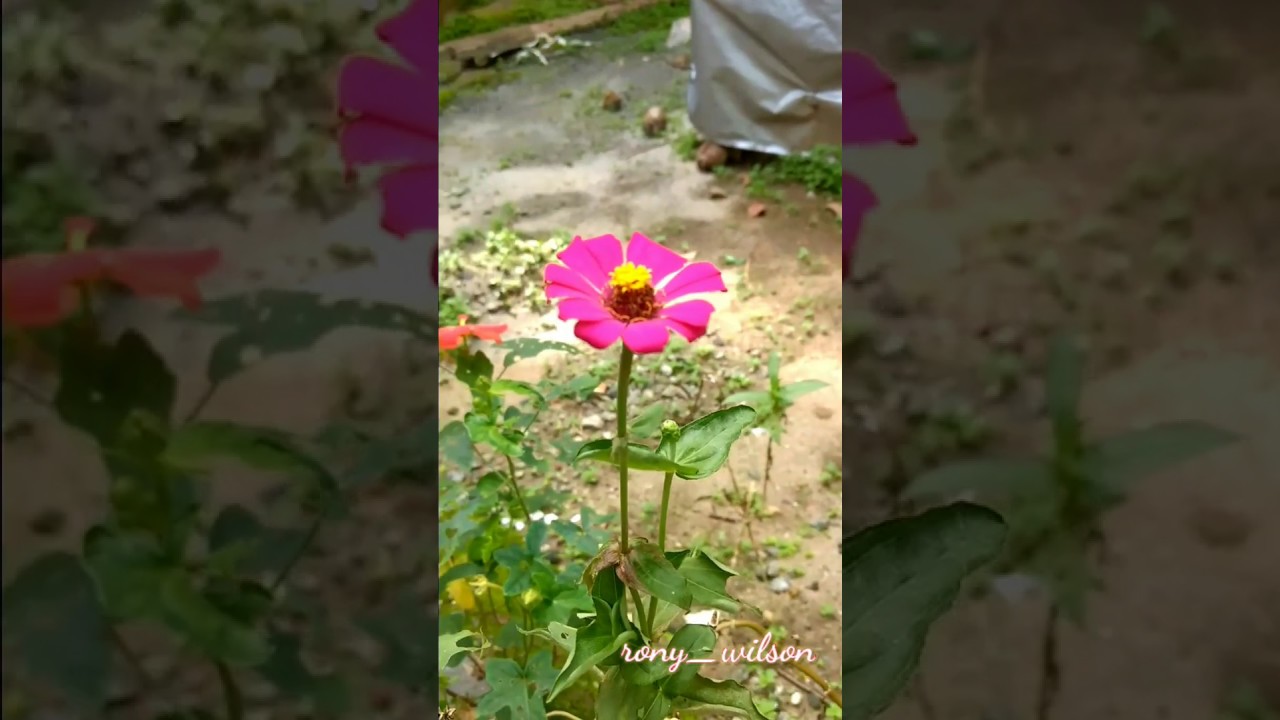 Poomaname _ Nirakkoottu _ Super Hit Movie Song _ Status Video - YouTube