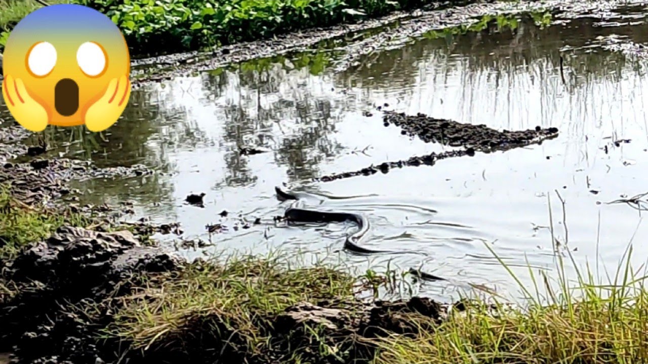 5 feat ka snake 🐍 - YouTube