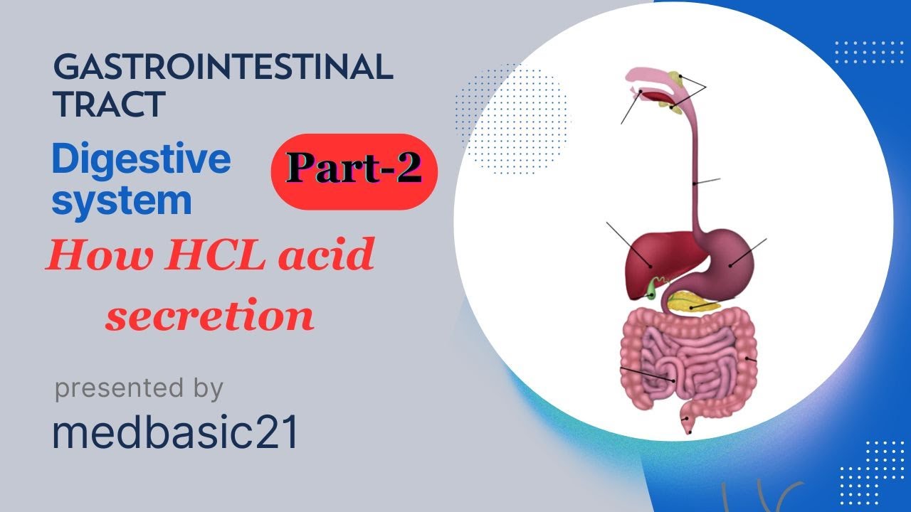 Mechanism of hcl secretion | PPI ️ | gastric problem solution ...