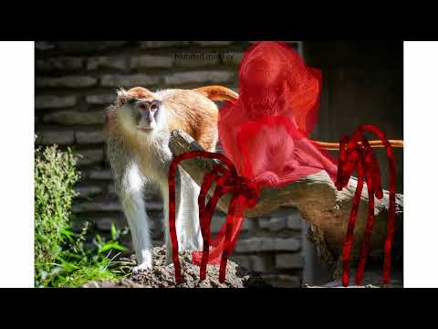 Mutated Monkey New and Extended Sound Effects