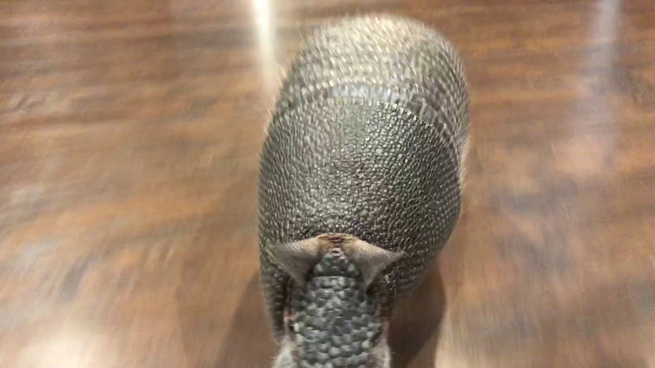 Arnie The armadillo tap dances - YouTube