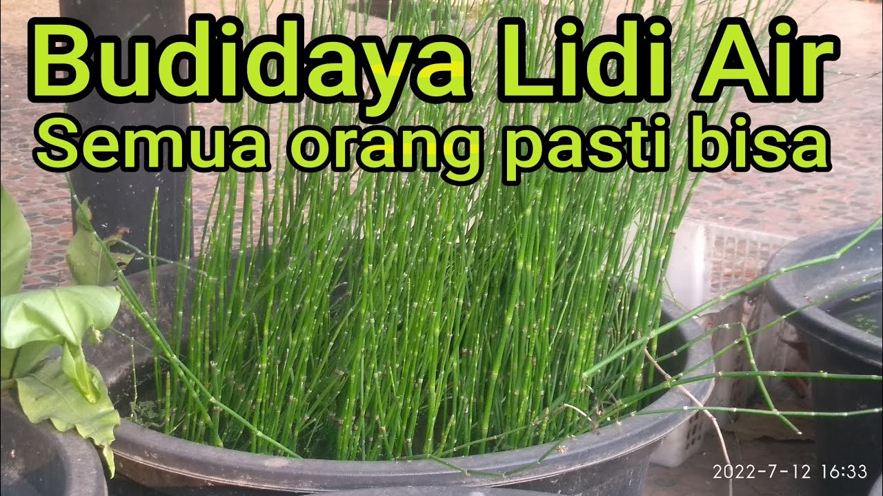 Budidaya lidi air untuk pemalas - YouTube