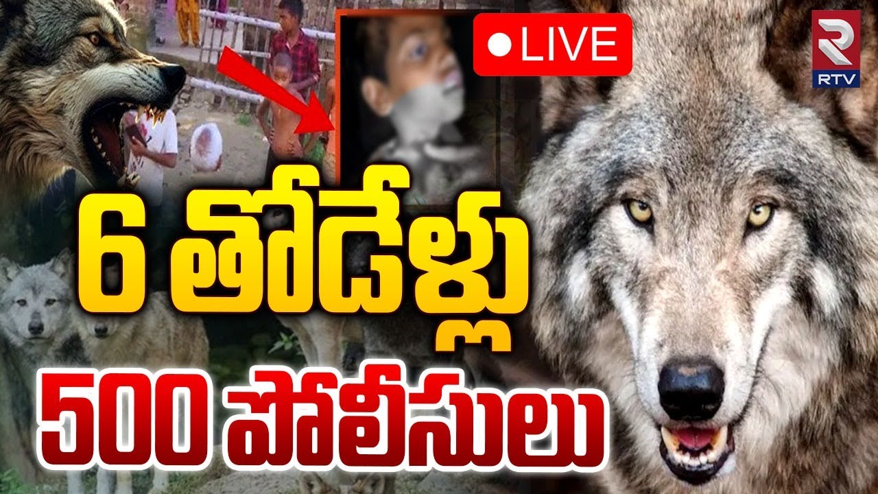 6 తోడేళ్లు 500 పోలీసులు 🔴LIVE : Operation Bahraich wolf | Wolf Scare ...