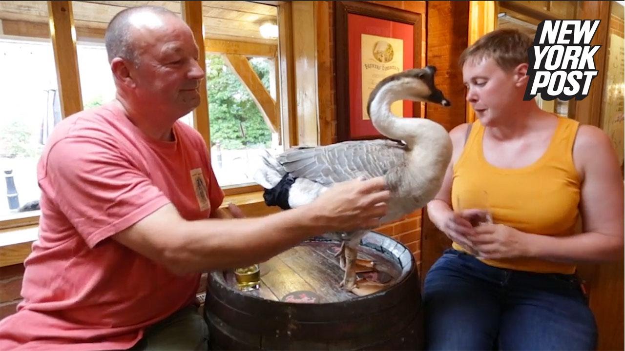Pet goose goes to the bar with his human friends | New York Post - YouTube