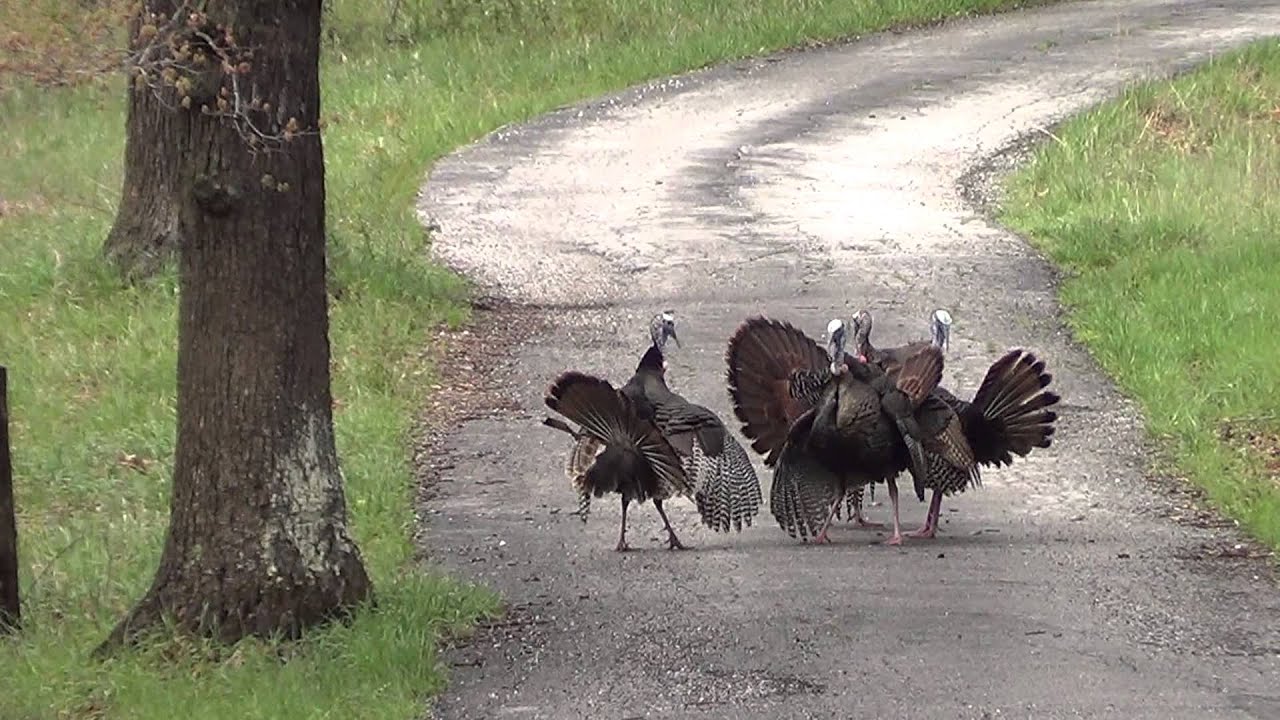 wild turkey fight, 4 gobblers - YouTube
