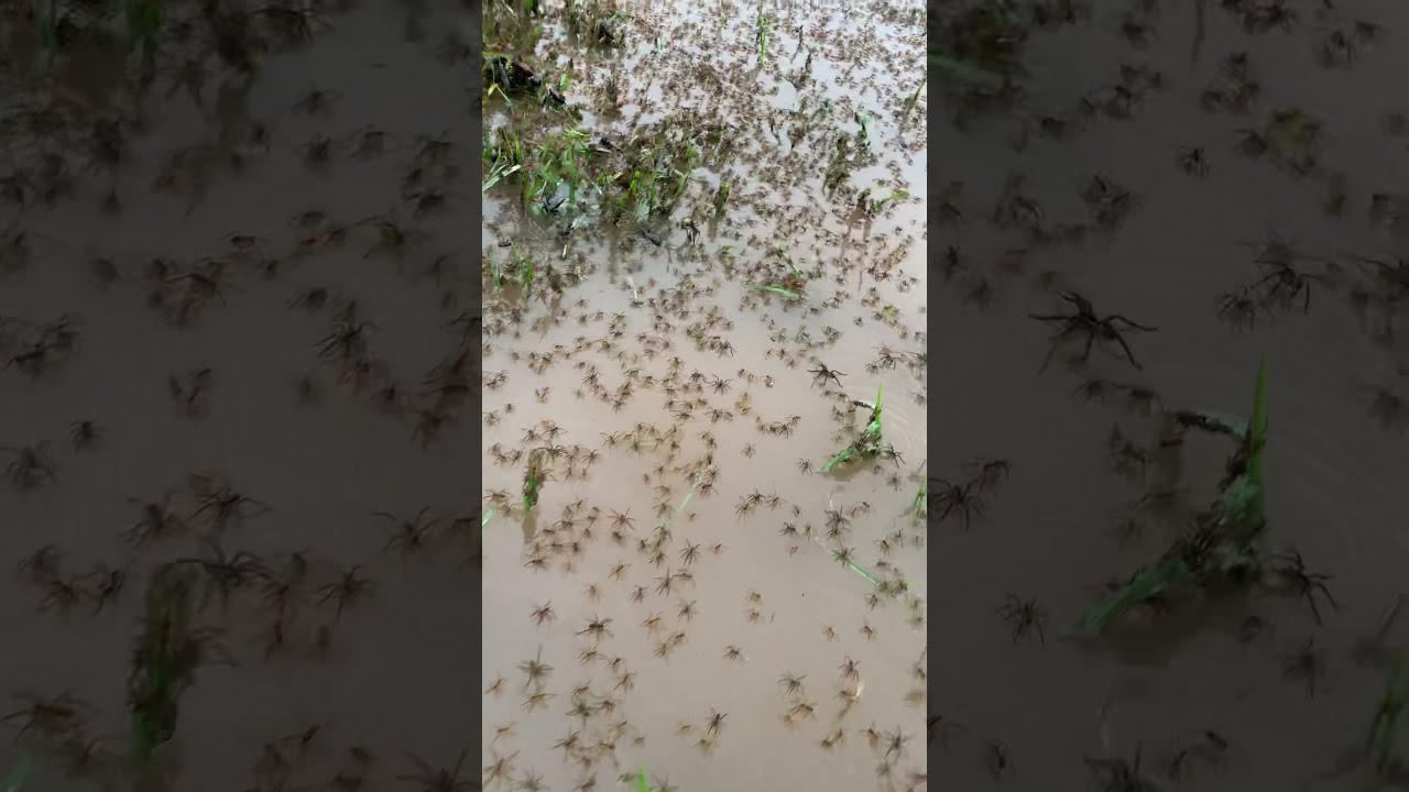 Millions of Spiders trying to escape the flood waters - other video in ...
