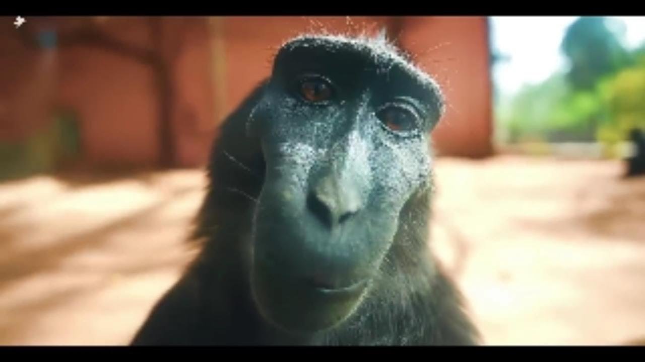 Monke Rizz! - YouTube