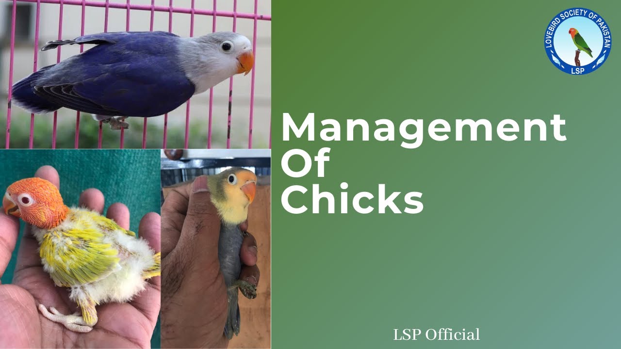 Management Of Chicks - YouTube