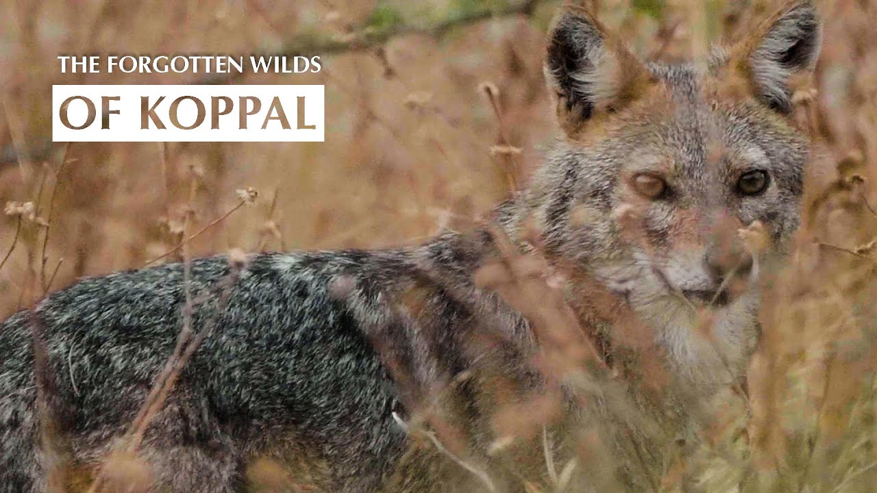 The Forgotten Wilds of Koppal - YouTube