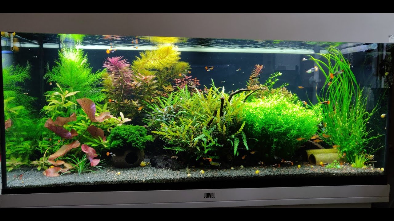 Juwel Rio 180 - My Fish Tank - YouTube