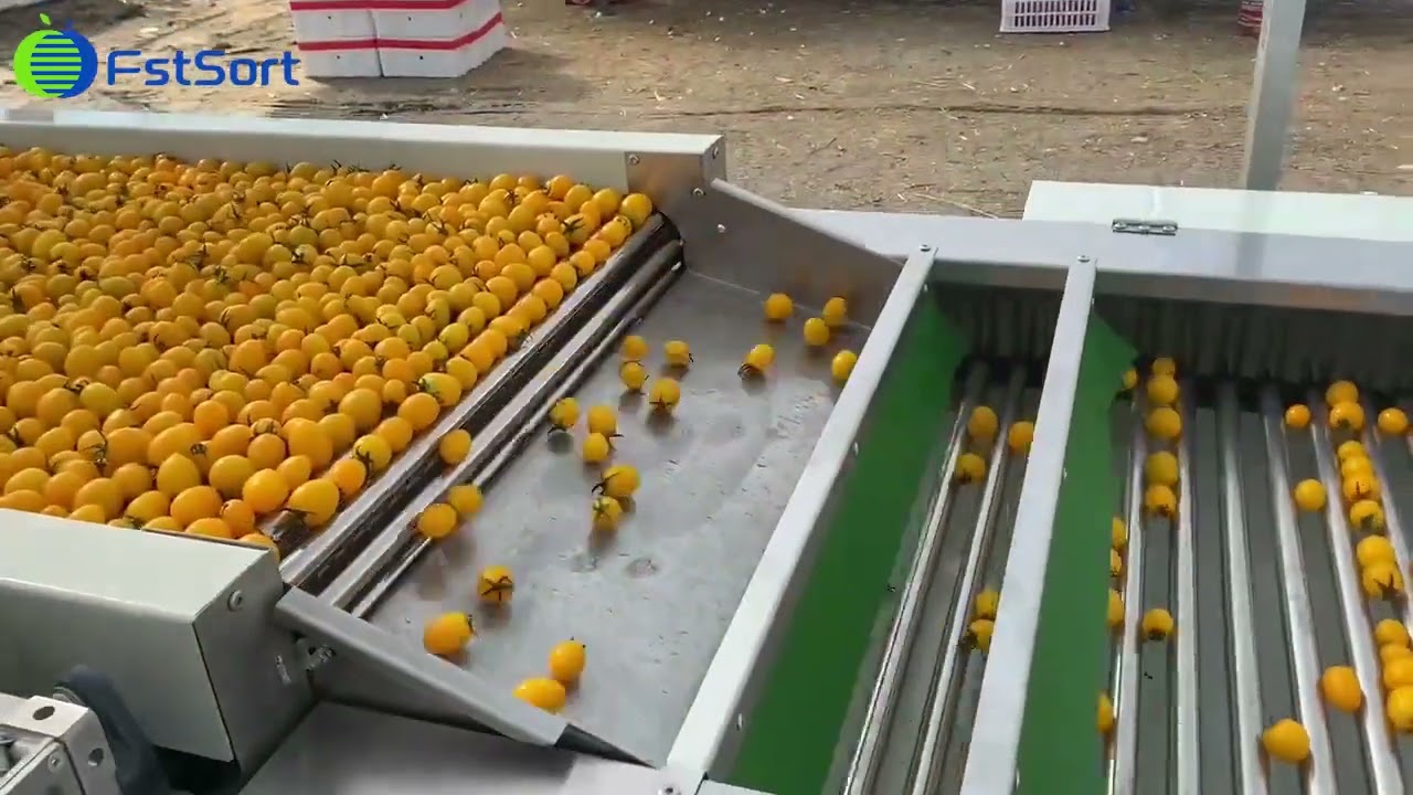 FstSort Yellow cherry tomatoes grader size sorter cleaning air-drying ...