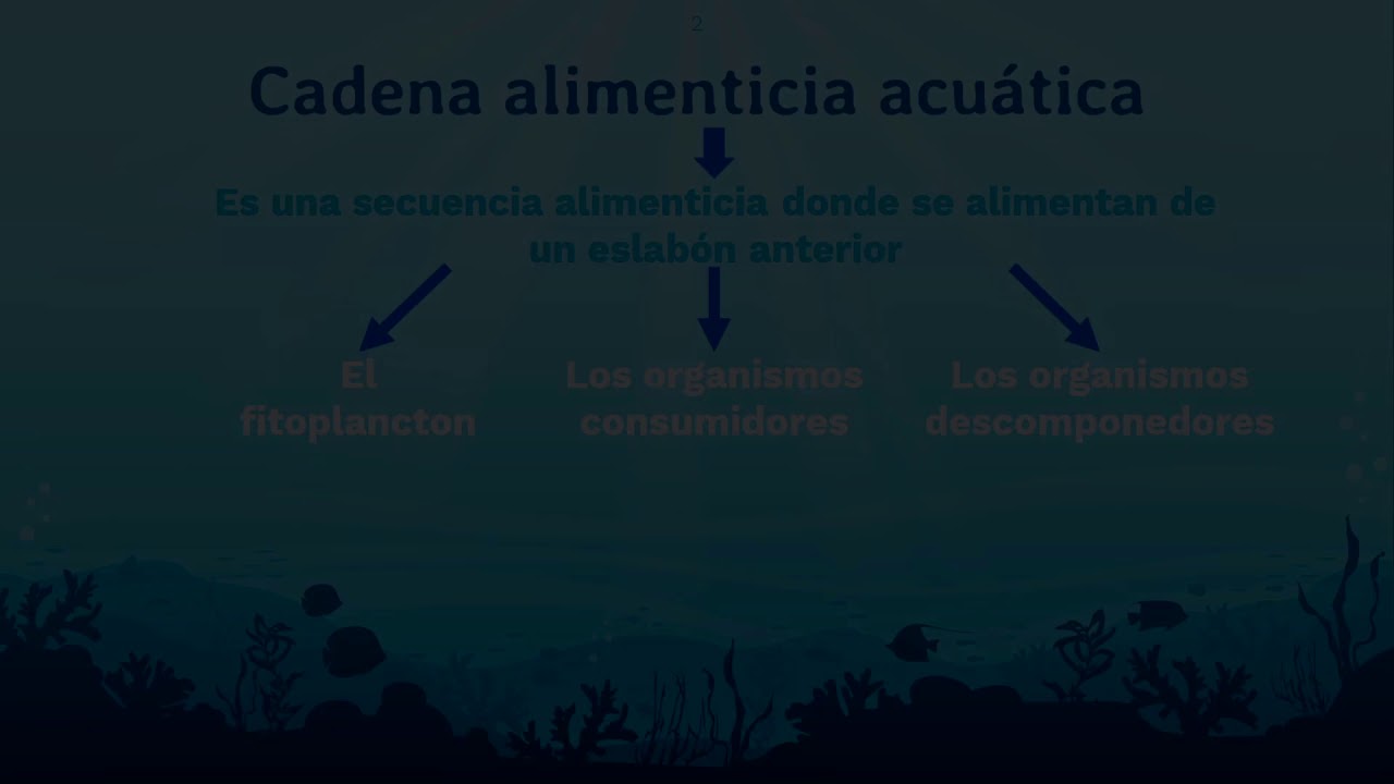 4TA CLASE - CCNN "CADENA ALIMENTICIA ACUÁTICA" 7MO GRADO | EGP - YouTube